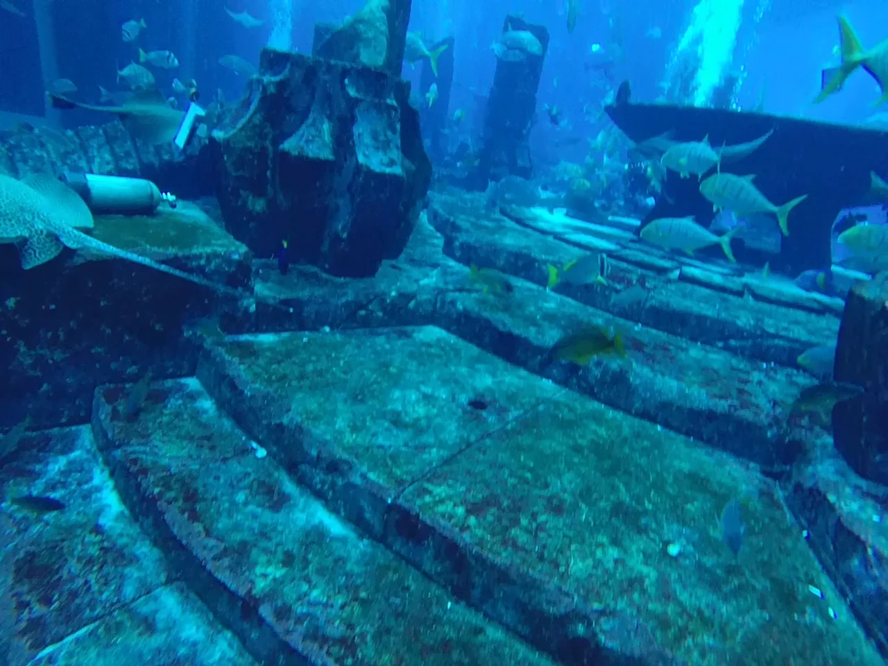 Try a Dive experience at Atlantis on Vimeo