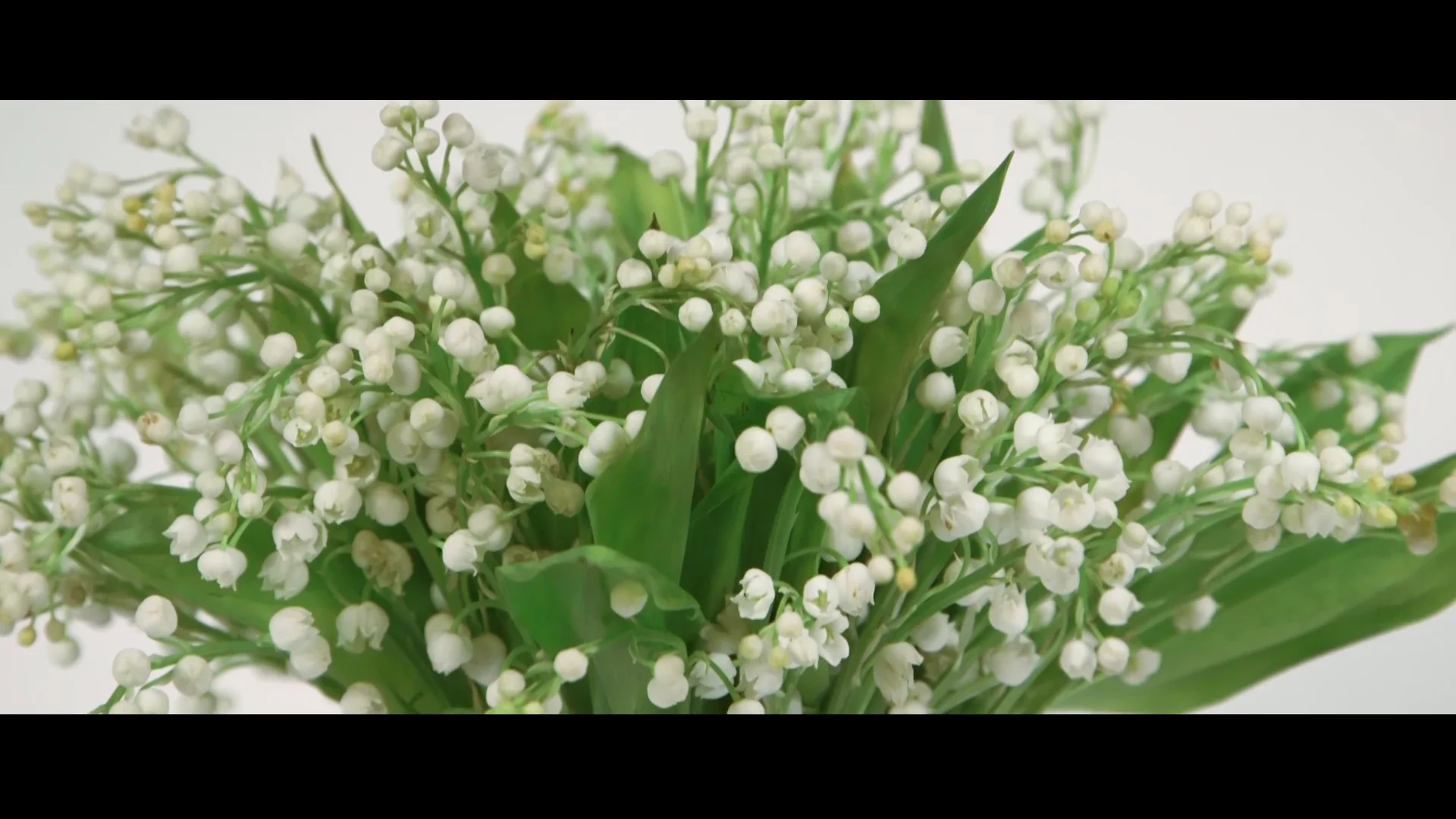 A Conversation with Pierre Negrin: EB Florals' VIRGIN Fragrance on Vimeo