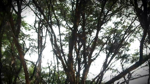 Honeydew: The Food of the Ngahere — Science Learning Hub