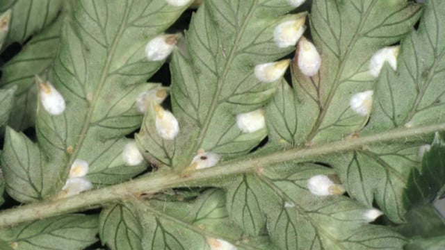 Scale insects — Science Learning Hub