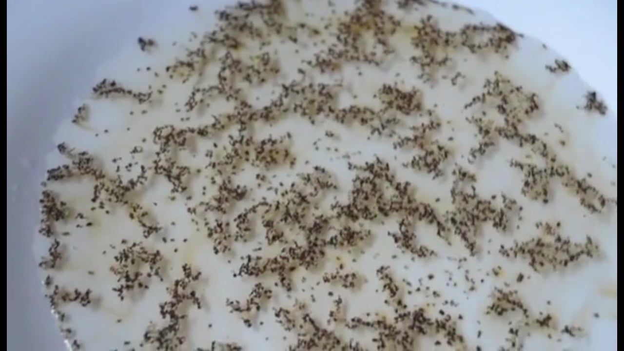 Scared Pepper Experiment on Vimeo