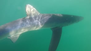 Videos about “sharking” on Vimeo