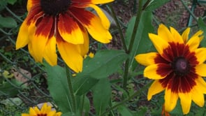 Videos about “natalee” on Vimeo