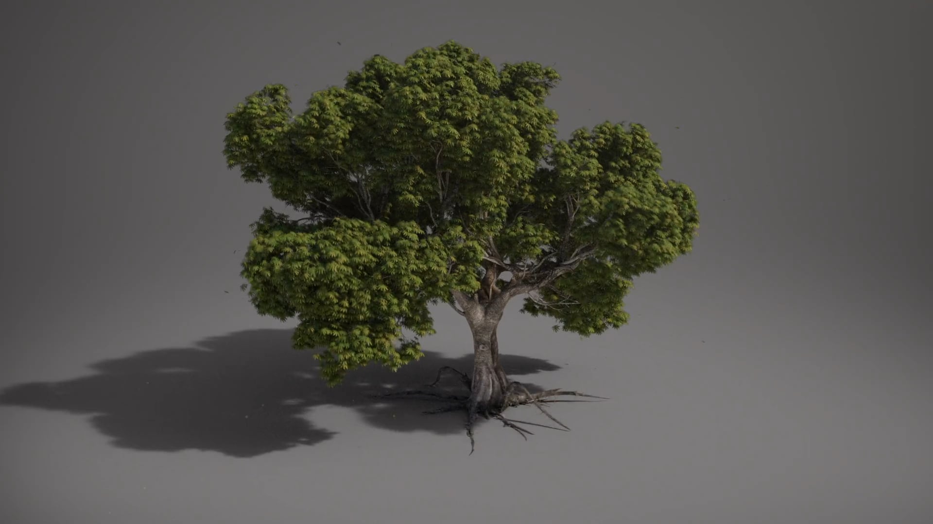 Tree animation on Vimeo