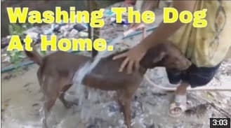 Funny Dogs just don't want to bath || Funny dog bathing compilation || How to Bathe Your Dog. on ...