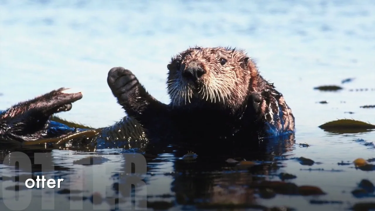 otter: a video definition on Vimeo