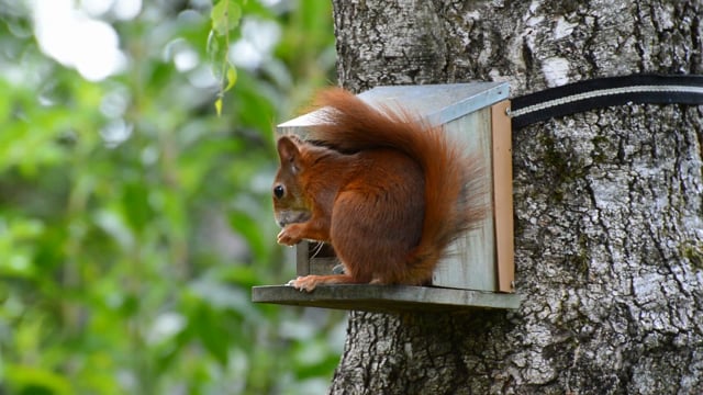 Squirrel Red Rodent - Free video on Pixabay