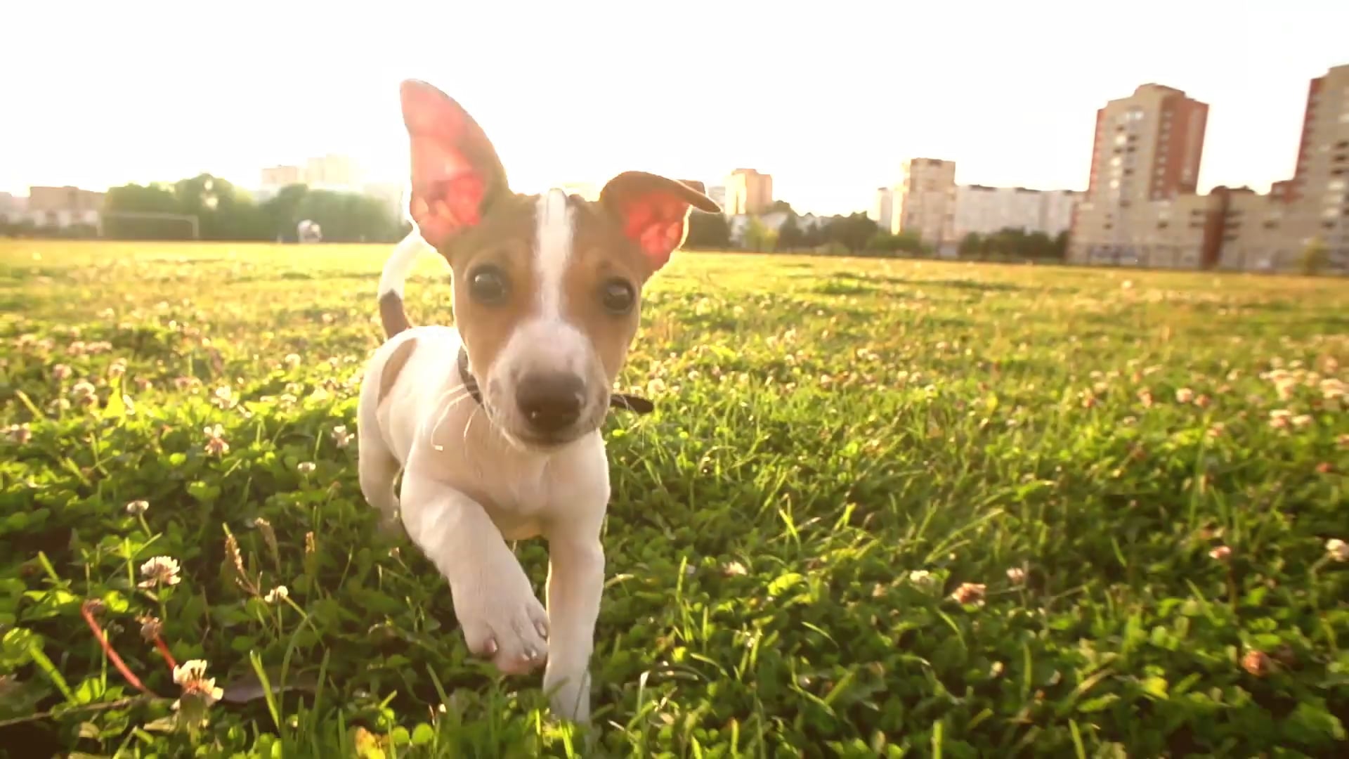 FIDO TV Broadcast Promo on Vimeo