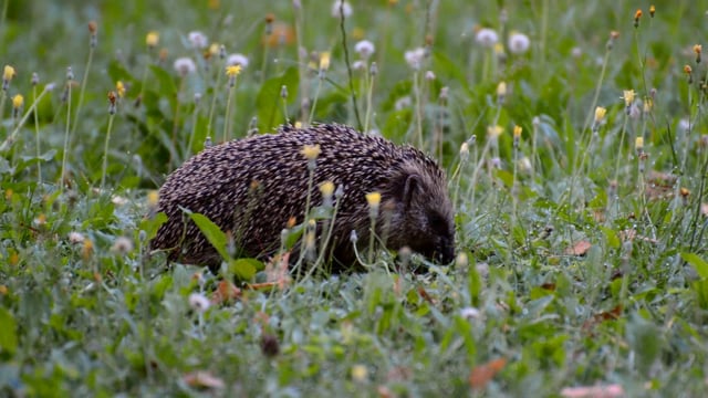 Kirpi Bahçe Hayvan Yiyecek - Free video on Pixabay - Pixabay