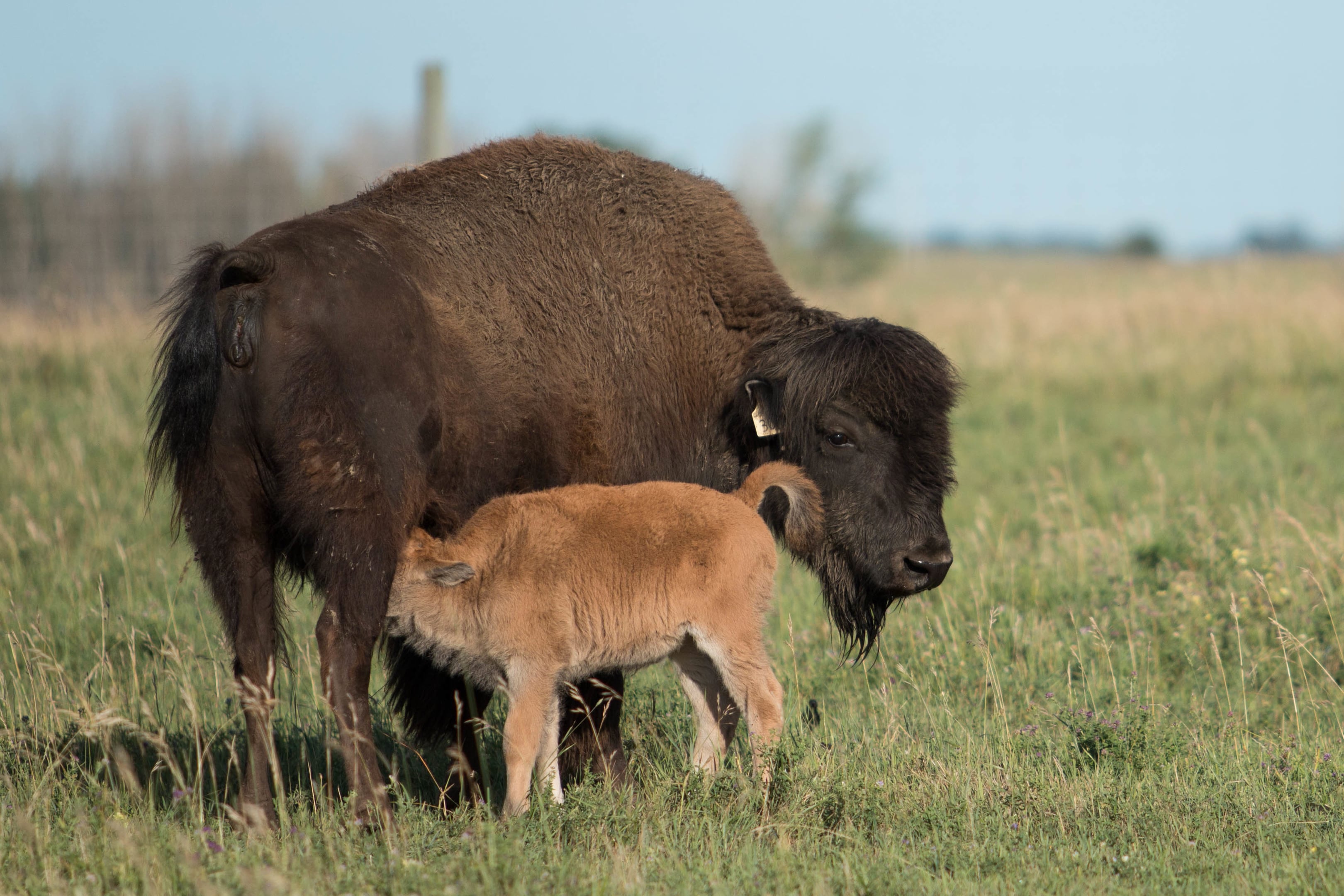 World's first IVF bison calves - Western College of Veterinary Medicine ...