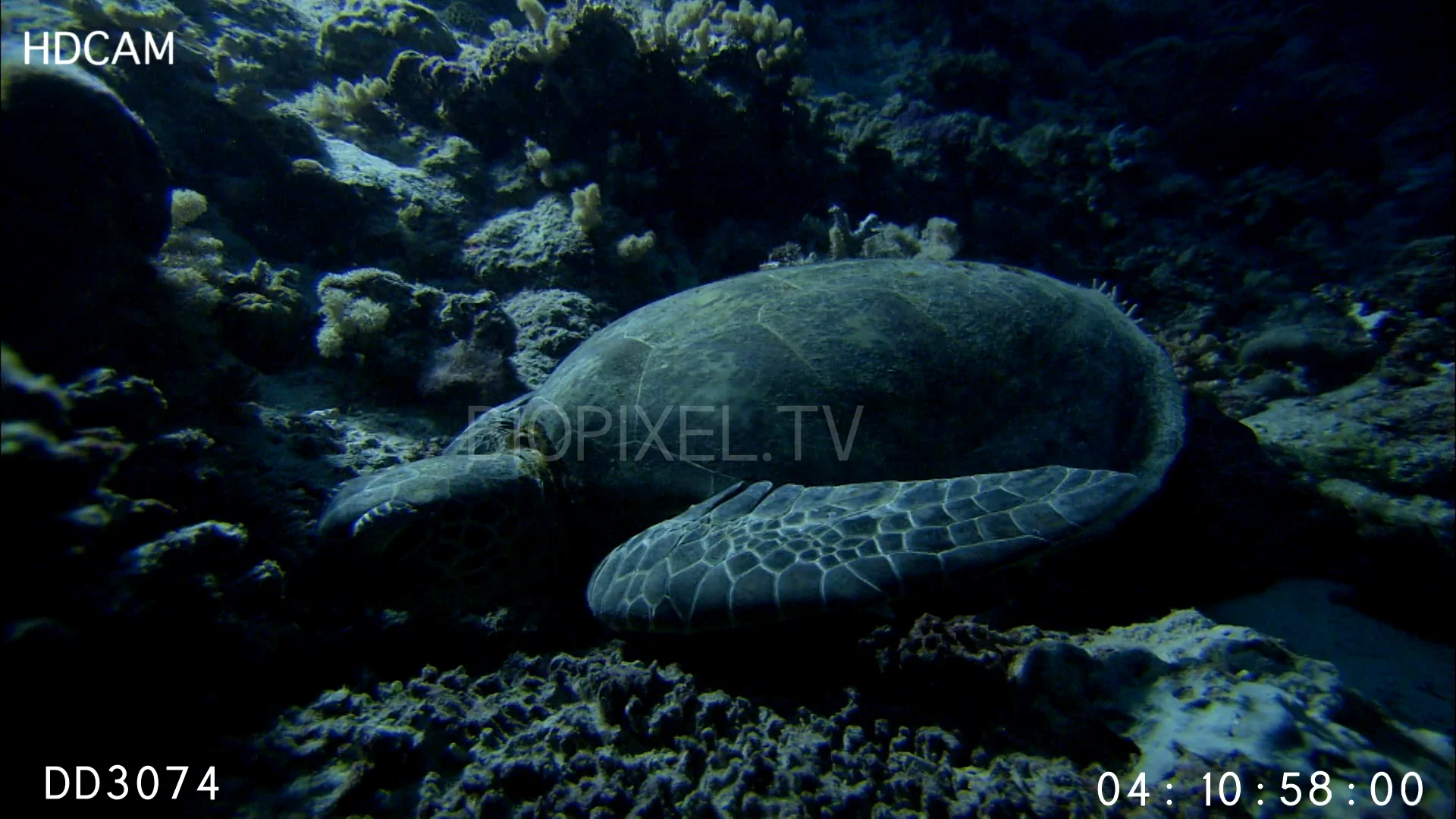 Sea Turtles - Green sea turtle at night on Vimeo