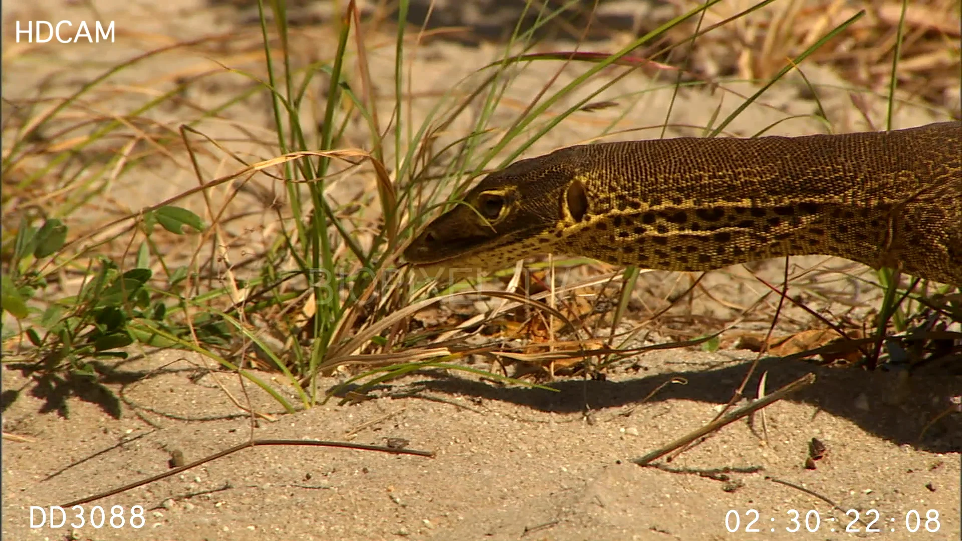 Lizard - Goanna scavenging fish on beach 1 on Vimeo