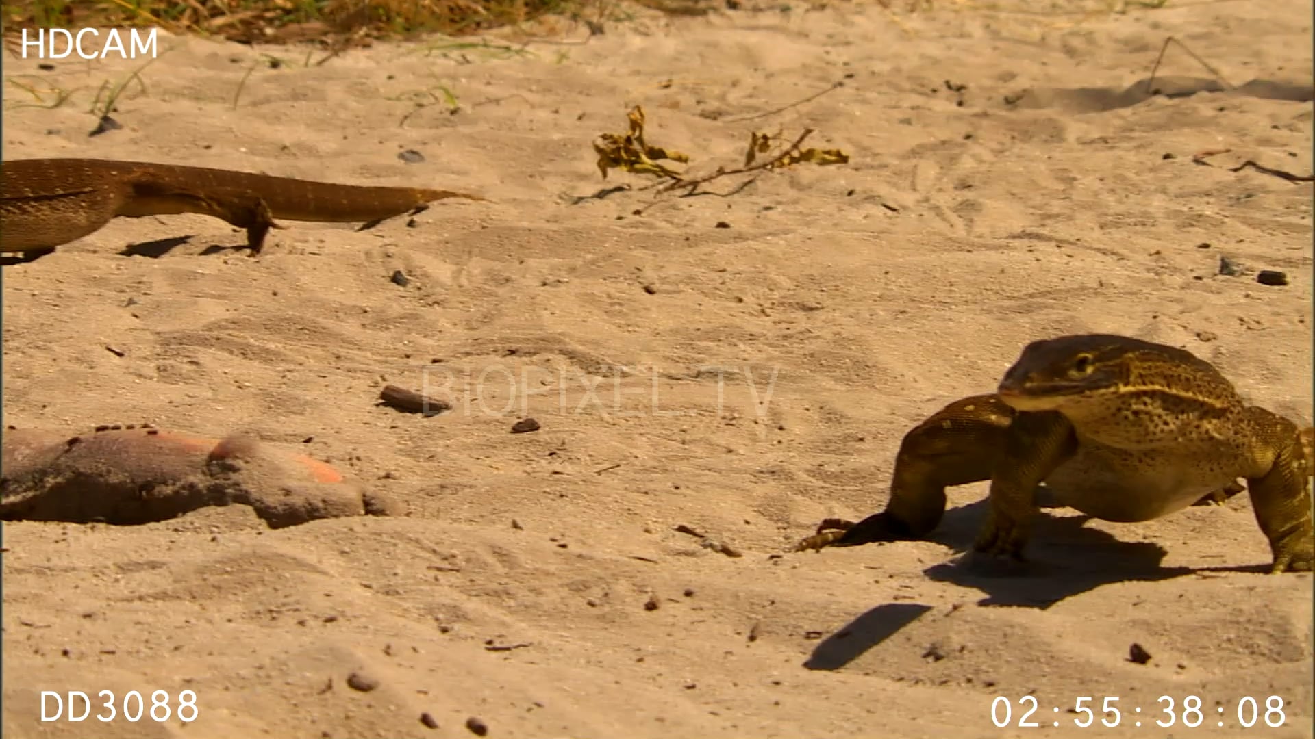 Lizard - Goanna scavenging fish on beach 2 on Vimeo