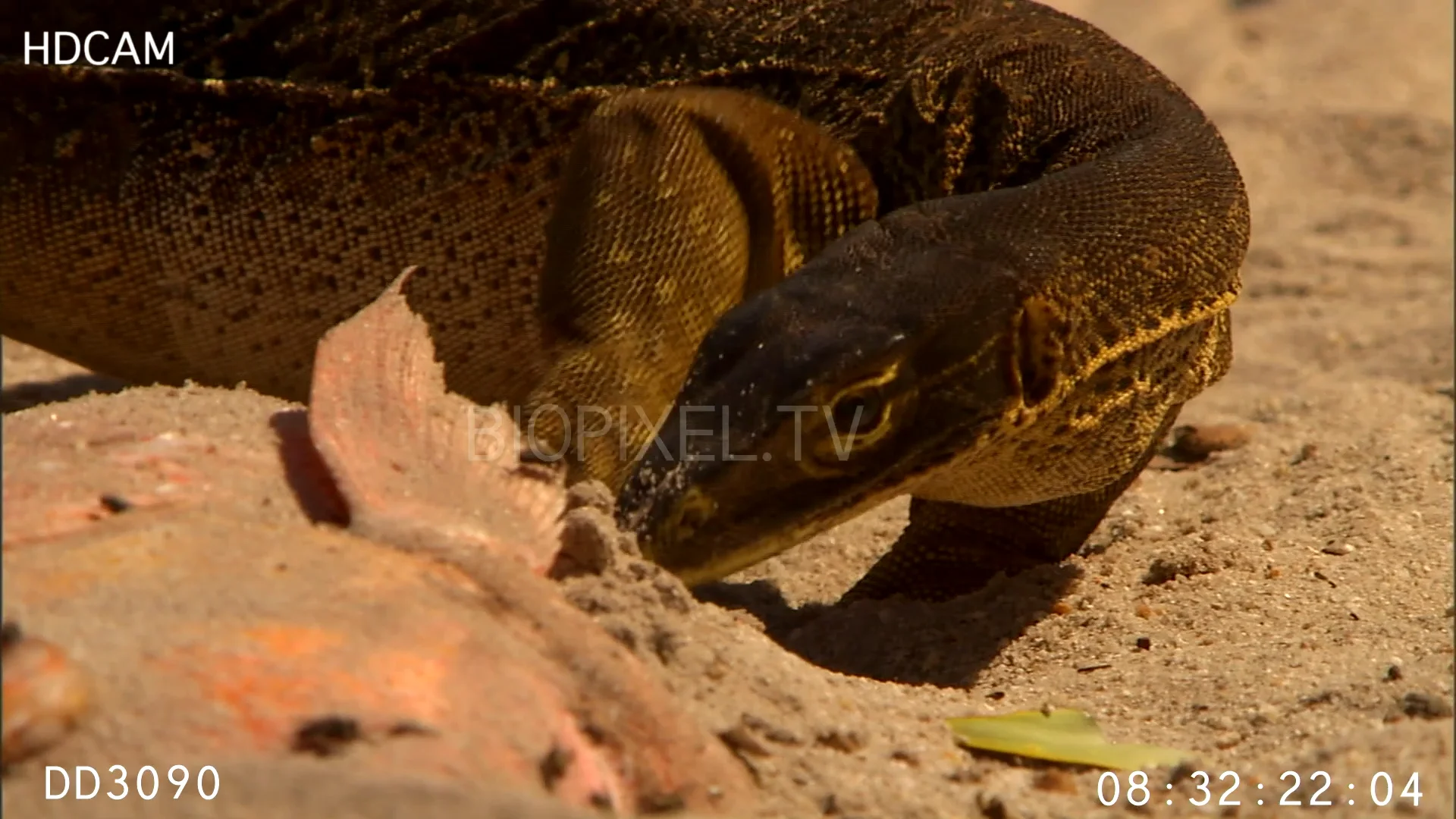 Reptiles - Goanna scavenging fish on beach 5 on Vimeo
