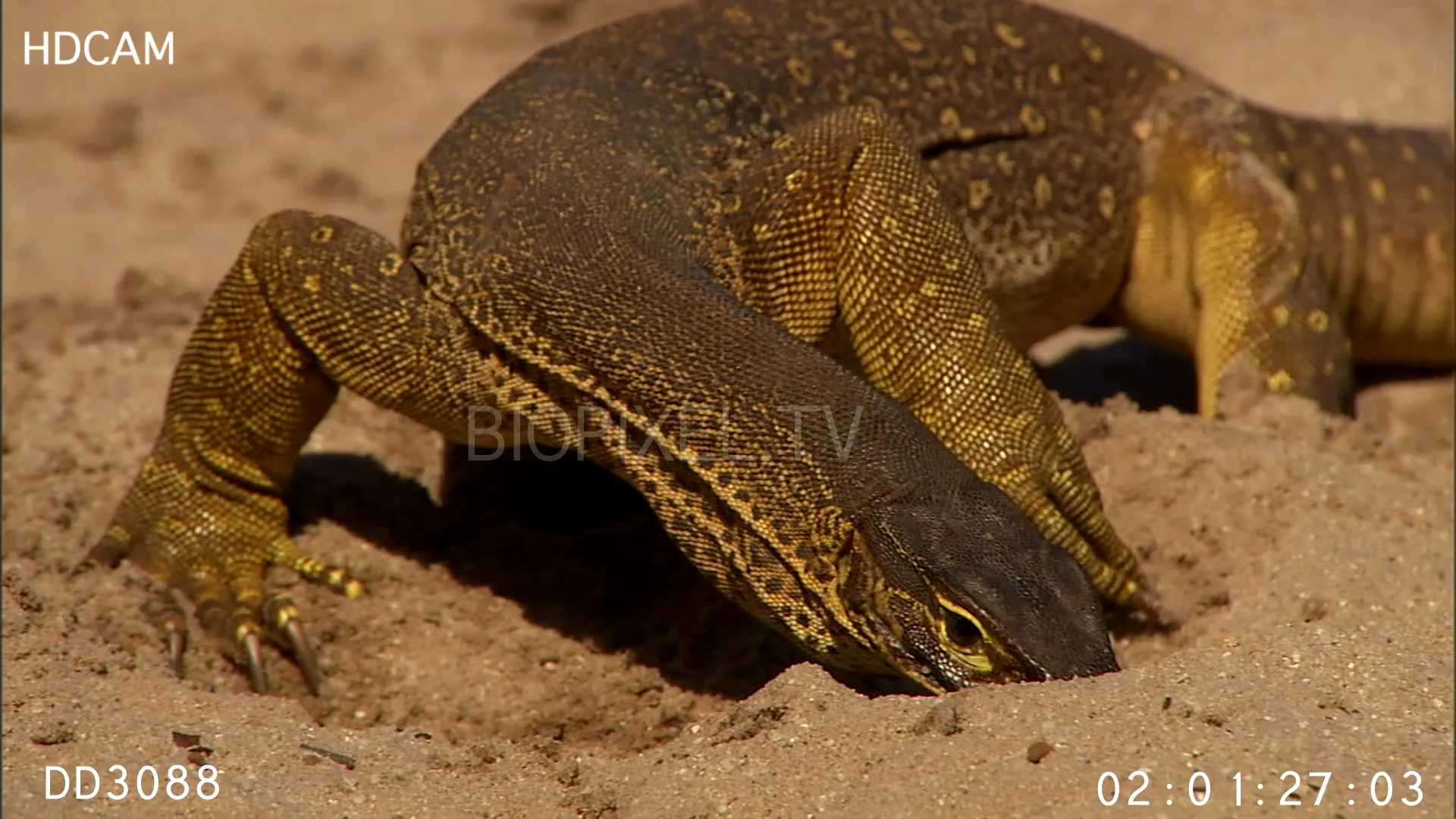 Reptiles - Goanna scavenging fish on beach 8 on Vimeo