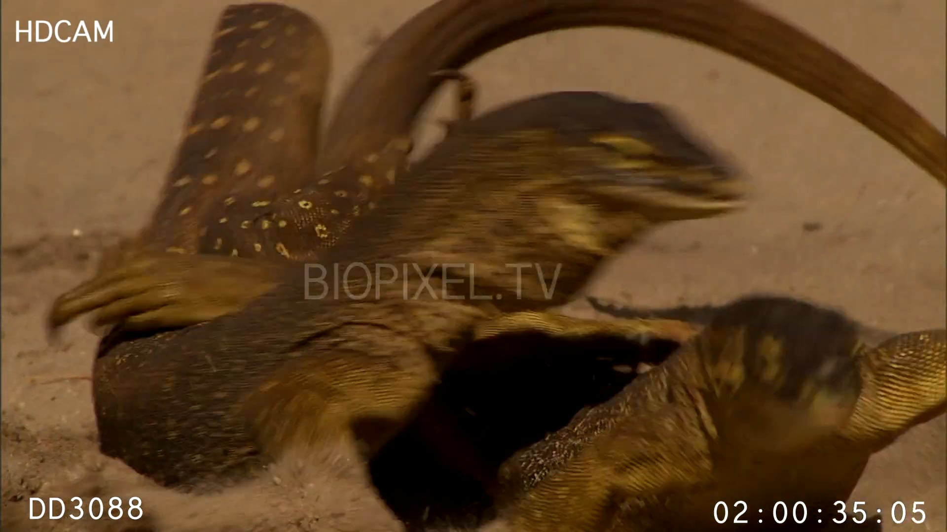 Reptiles - Goannas fighting on Vimeo