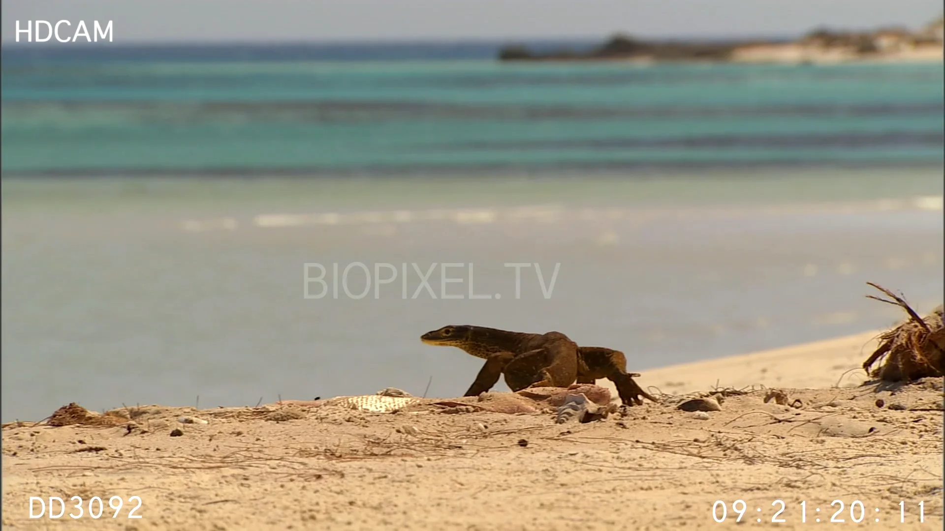 Lizard - Goanna scavenging fish on beach 7 on Vimeo
