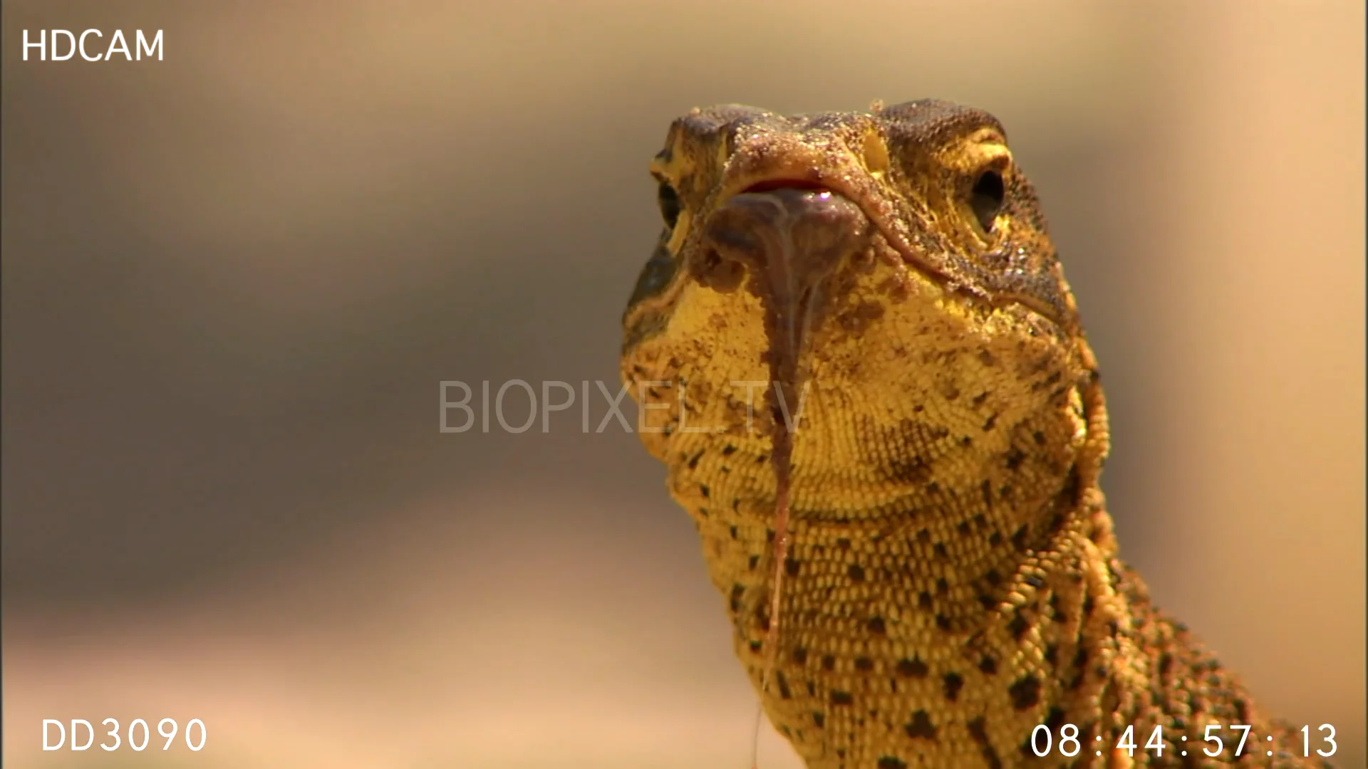 Lizard - Goanna scavenging fish on beach 6 on Vimeo