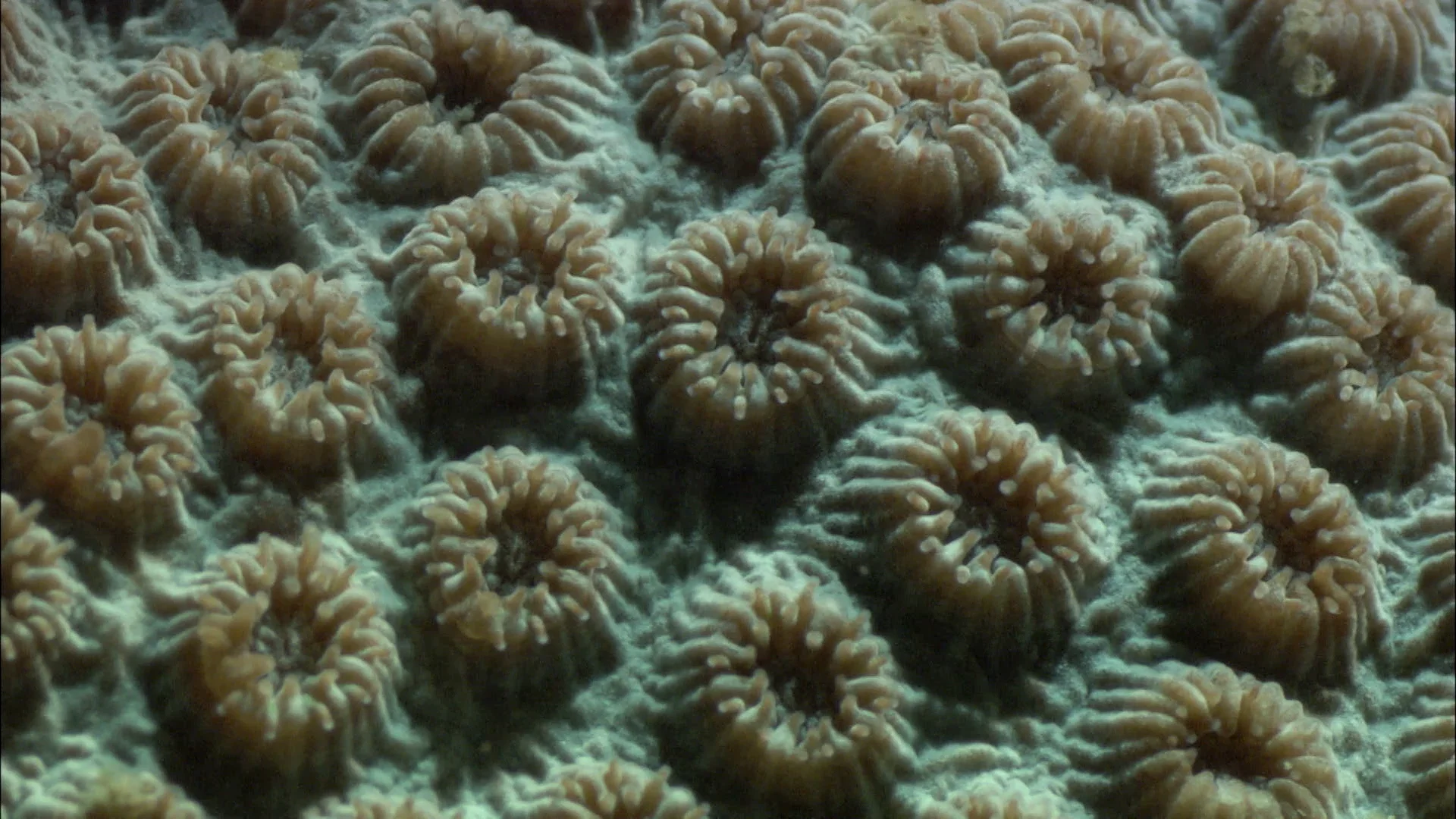 Coral Polyp - Coral polyp close ups motion shots on Vimeo