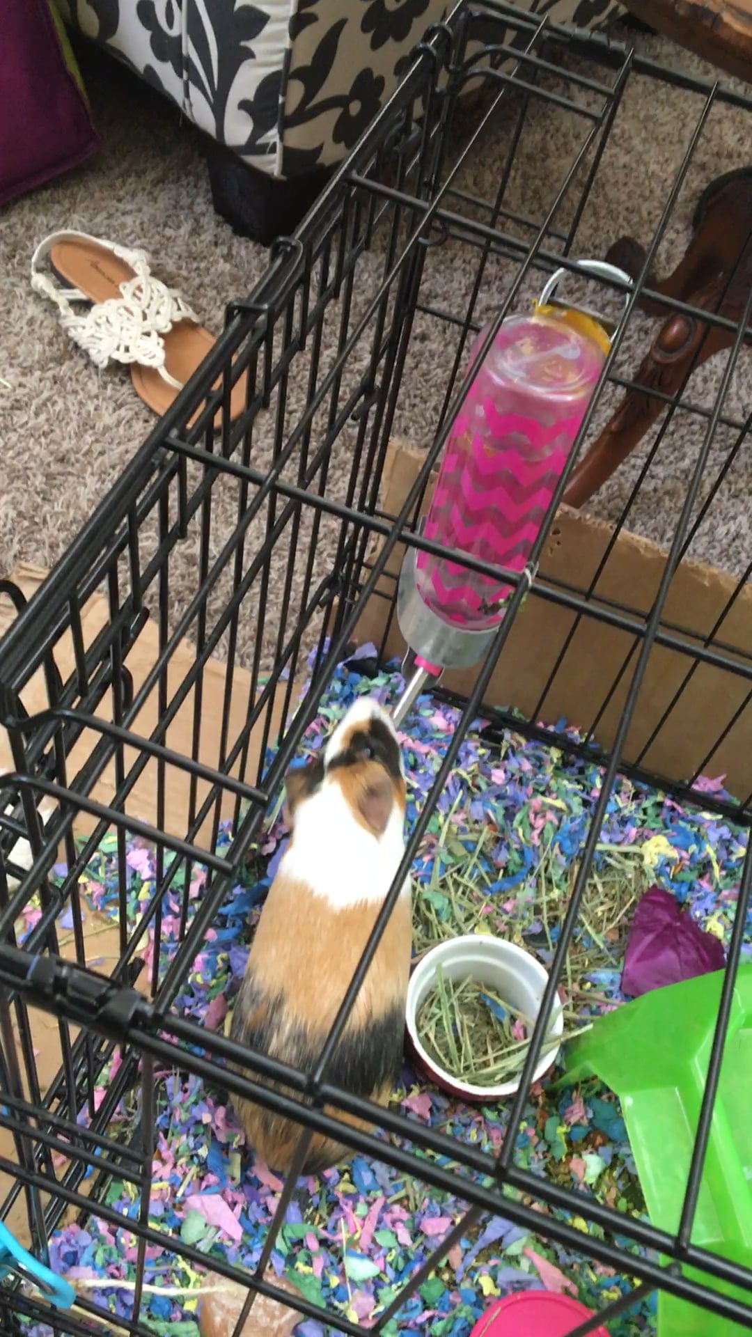 Daisy Conoce a Dulce on Vimeo