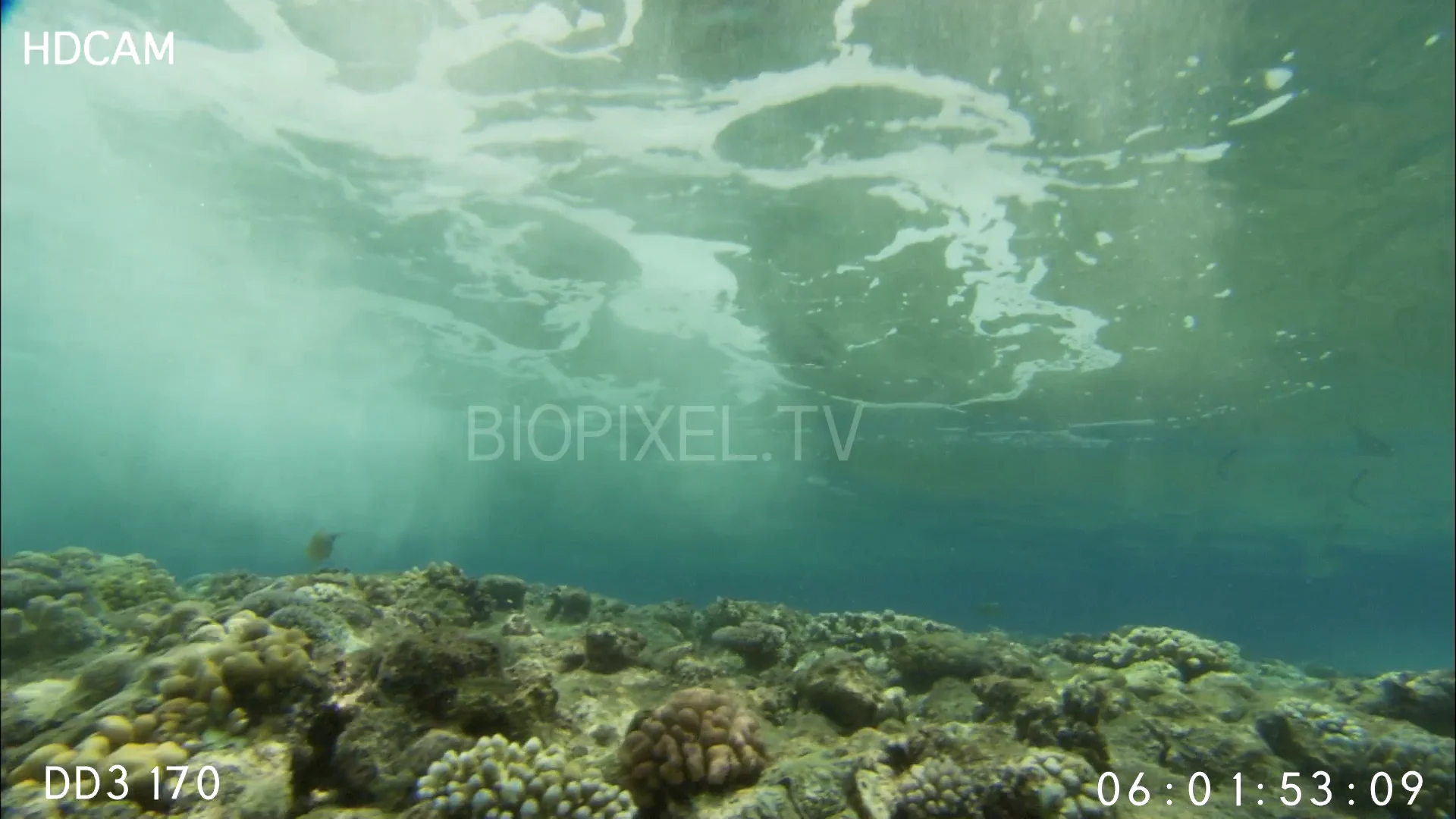 Tides - Waves underwater on reef on Vimeo