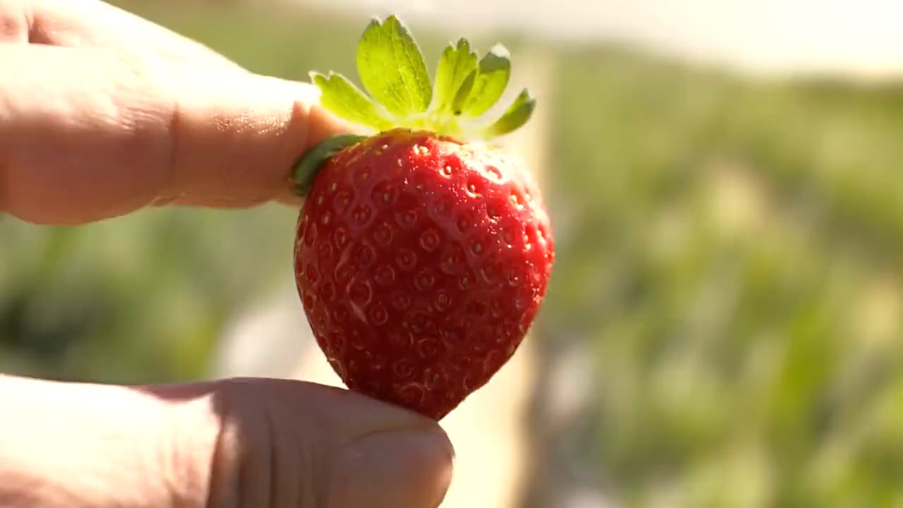 The Extraordinary Life and Times of Strawberry - Save The Food - Ad ...