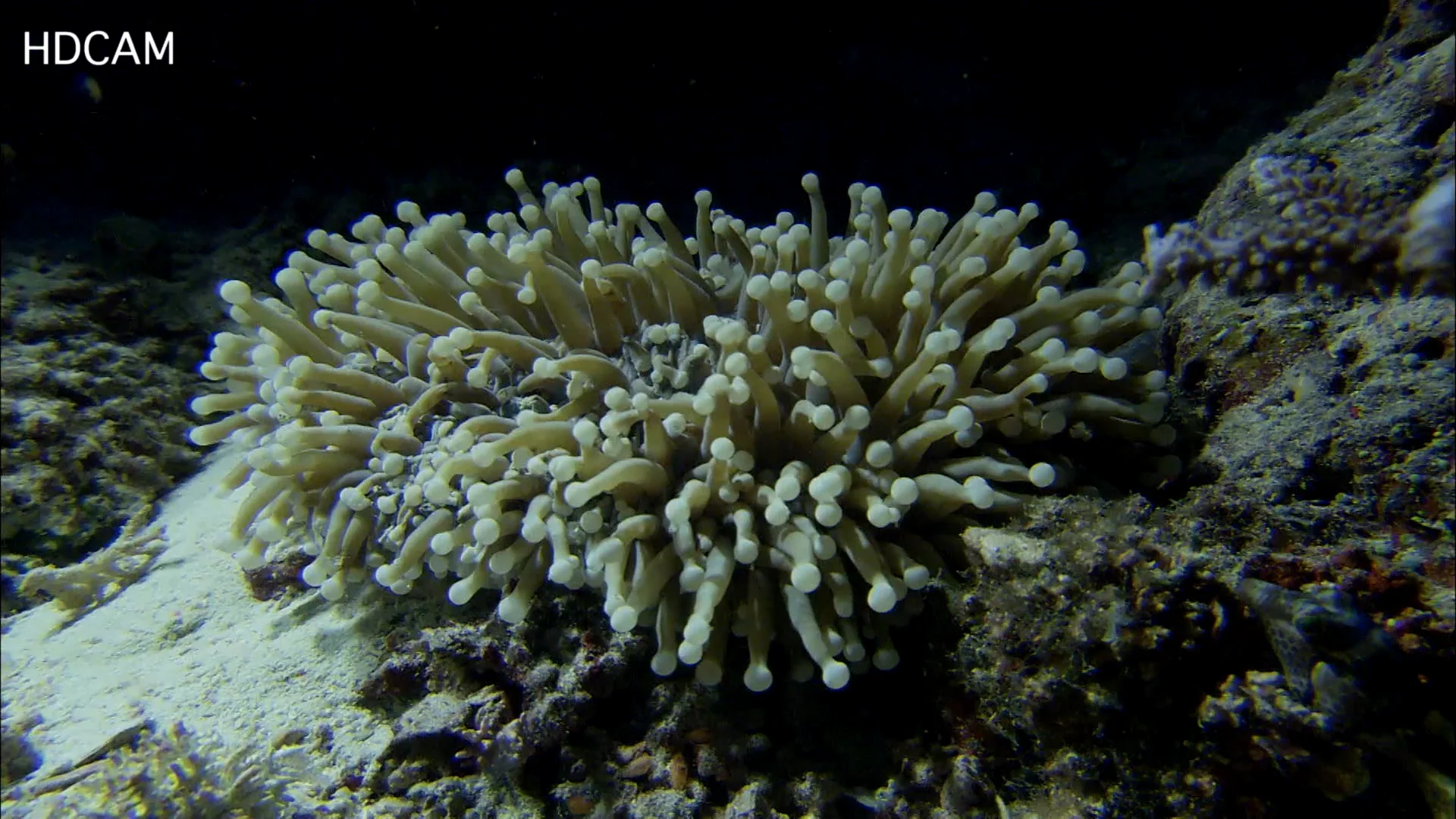 Coral Polyp - Mushroom coral and shrimps at night on Vimeo