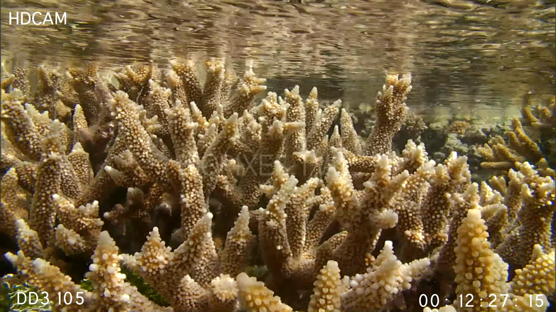 Coral Reefs - Corals in shallow water pool on reef top at low tde on Vimeo