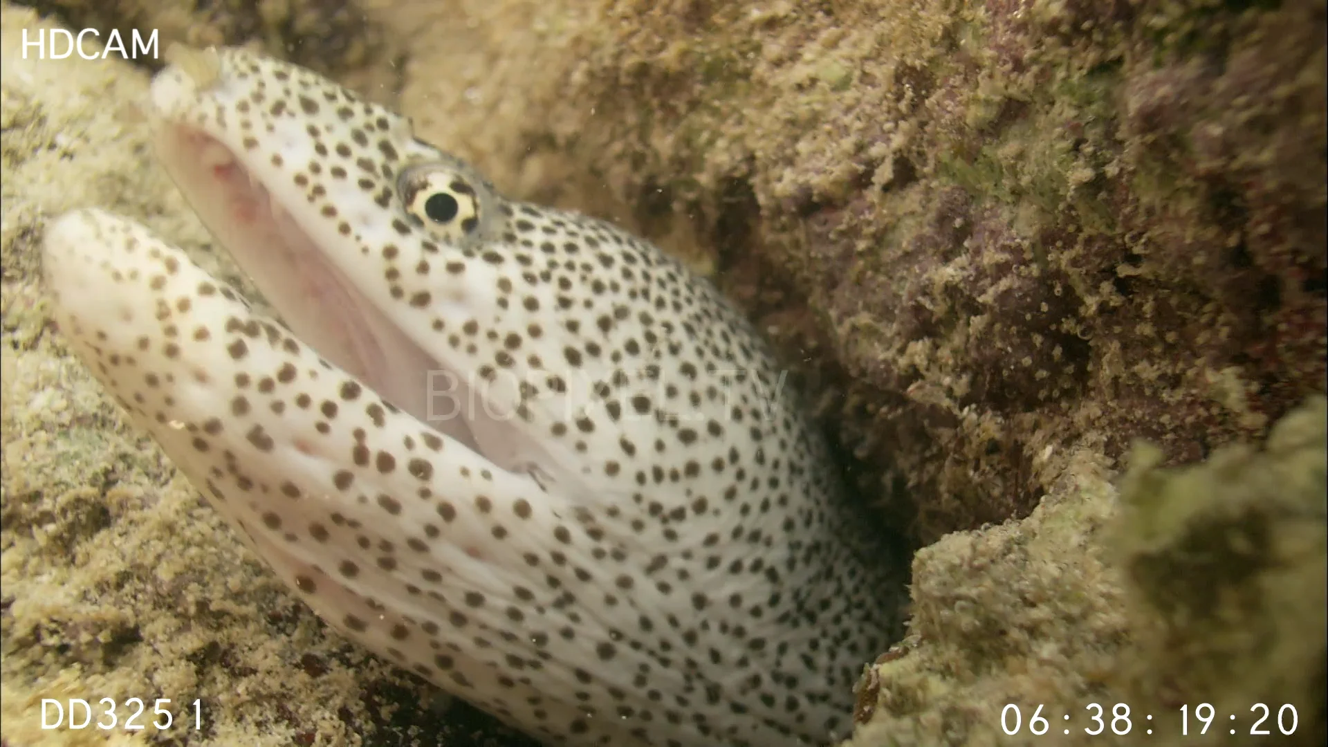 Fish Eels - Pepper moray eel on Vimeo