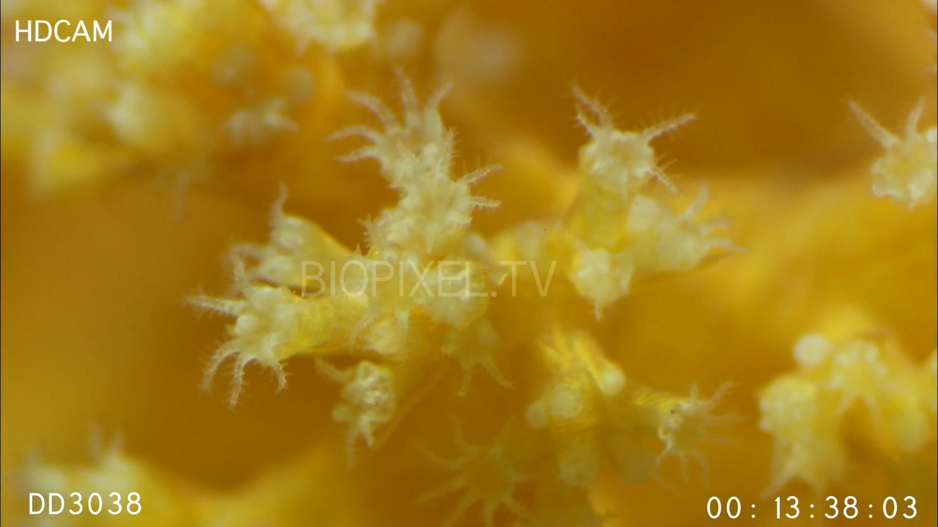 Coral Polyp - Close up yellow soft coral polyps and spines on Vimeo