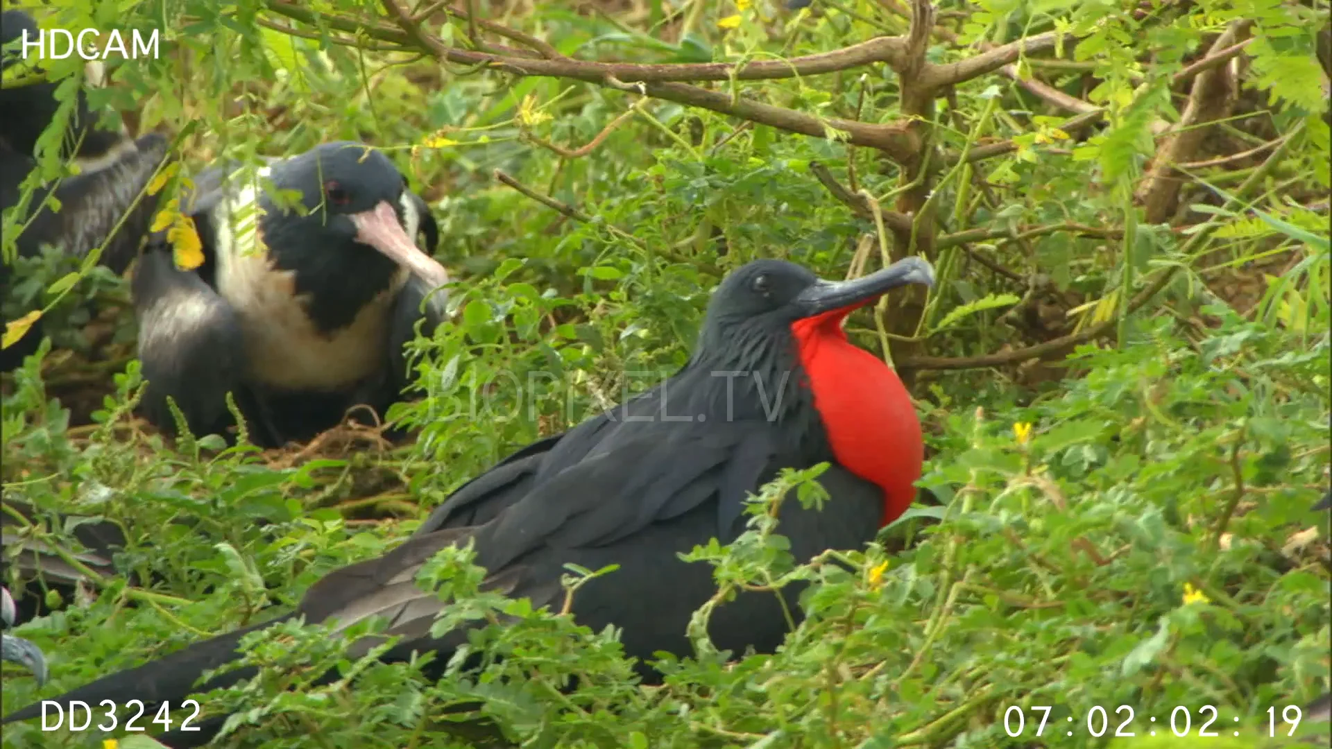Bird Mating and Nesting - Frigate bird breeding colony on Vimeo