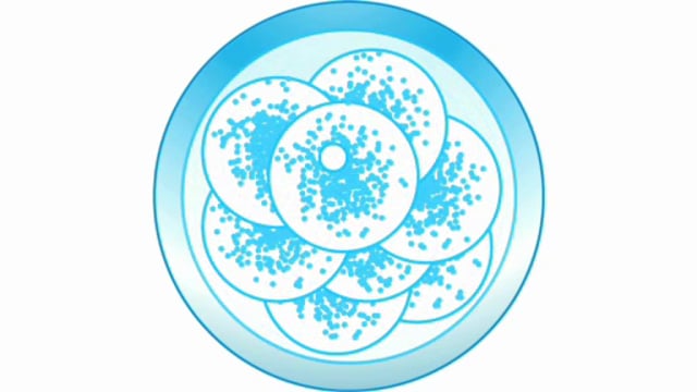 How does a cell decide what to be? — Science Learning Hub