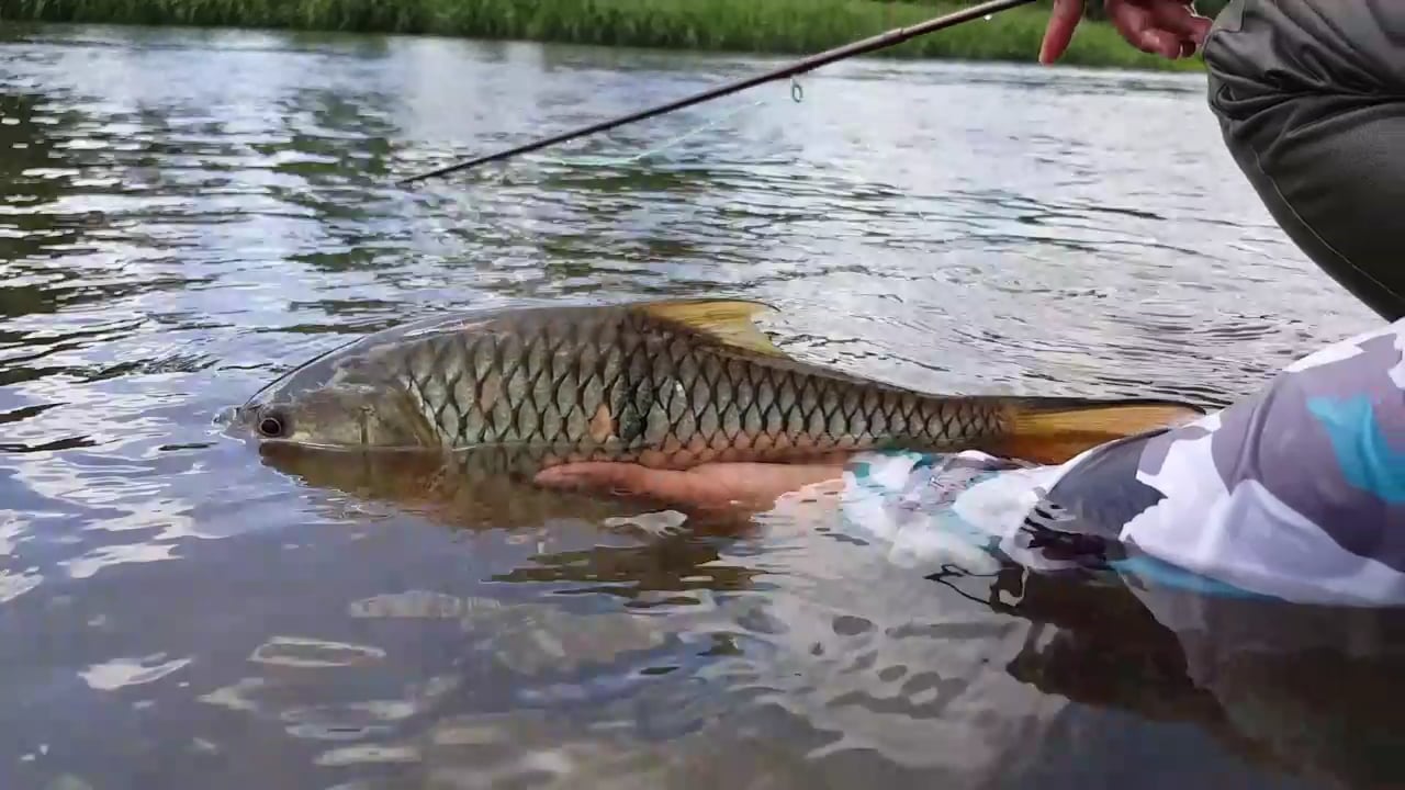 fly fishing = catch and release on Vimeo