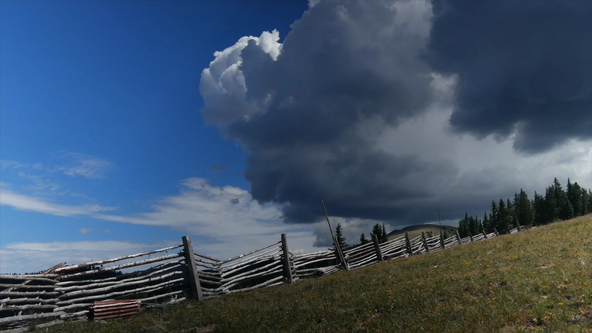 Fuzzy Falcons on Vimeo