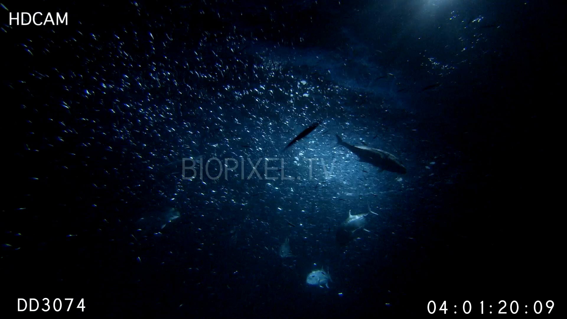 Fish Night - Trevally school hunting at night on Vimeo