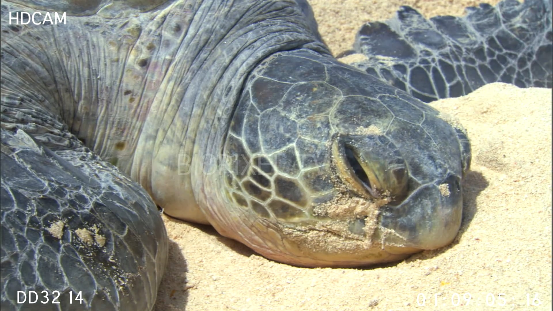 Green sea turtle heat stressed on Vimeo