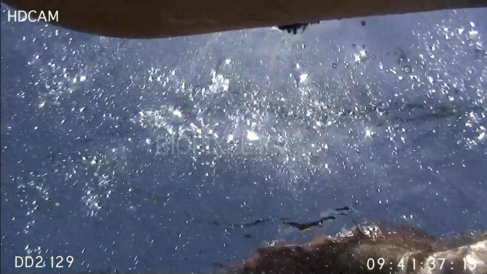 Sea Turtles - Turtle rodeo research on Vimeo