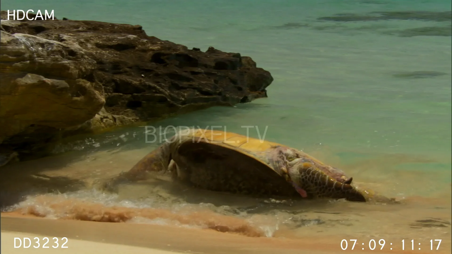 Green Sea Turtles in Trouble - Tawny nurse sharks with dead turtle ...