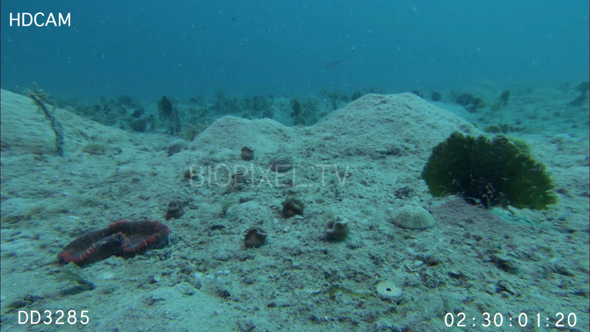 Coral Polyp - Popcorn corals and symbiotic worm in deep water on Vimeo