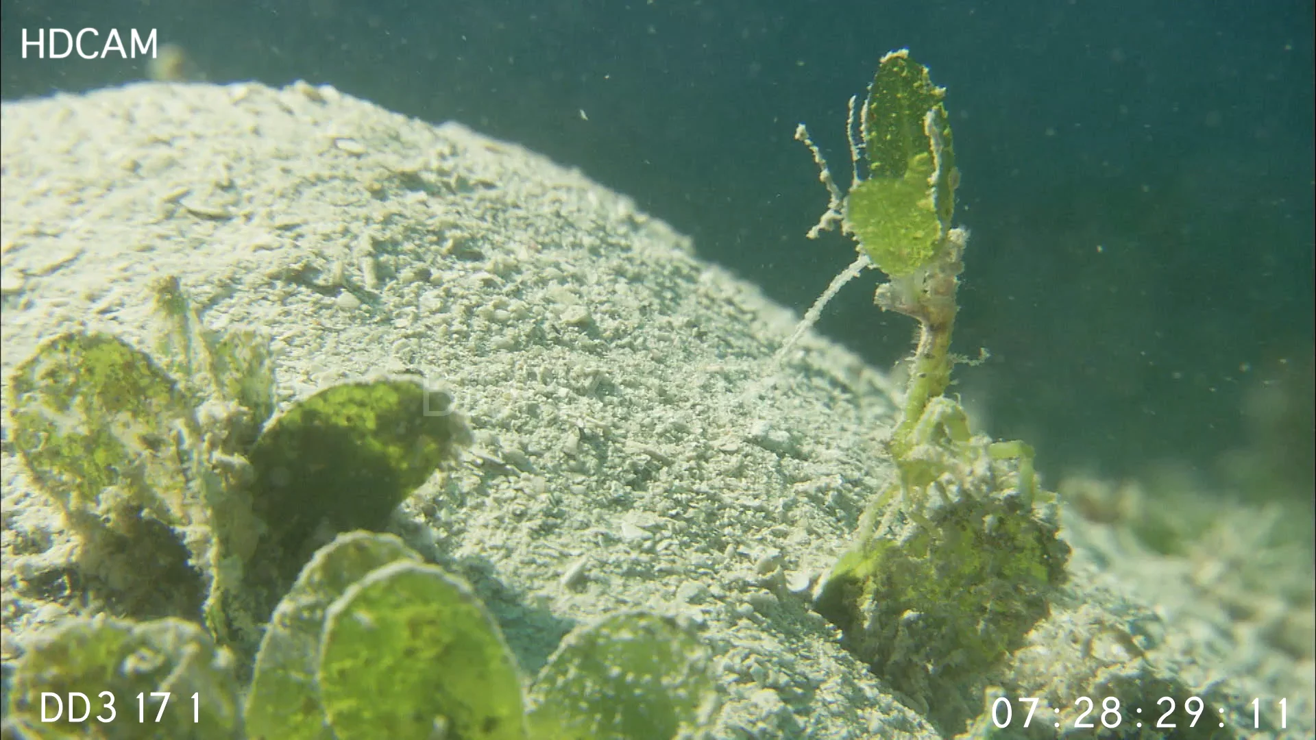 Crustaceans - Halimeda crab on Vimeo