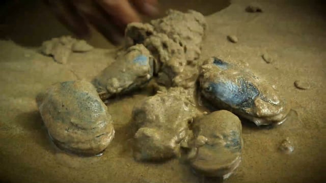 Toheroa: Rejuvenating a Delicacy — Science Learning Hub