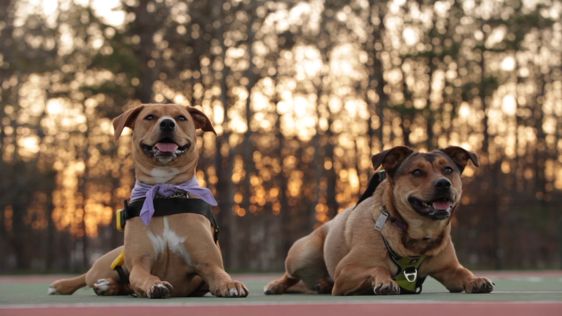 2016 April Pups on Vimeo