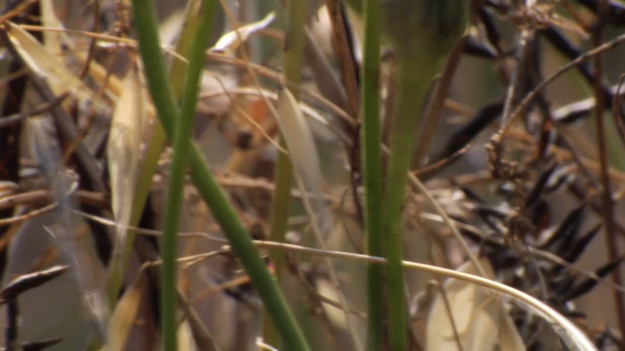 Dominic Redfern: Weeding (1) on Vimeo