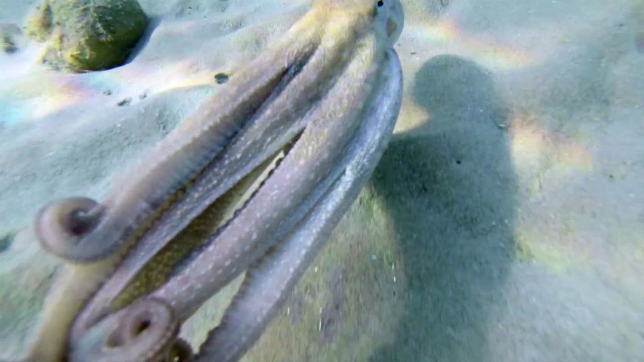 Octopus- Jet Propulsion on Vimeo