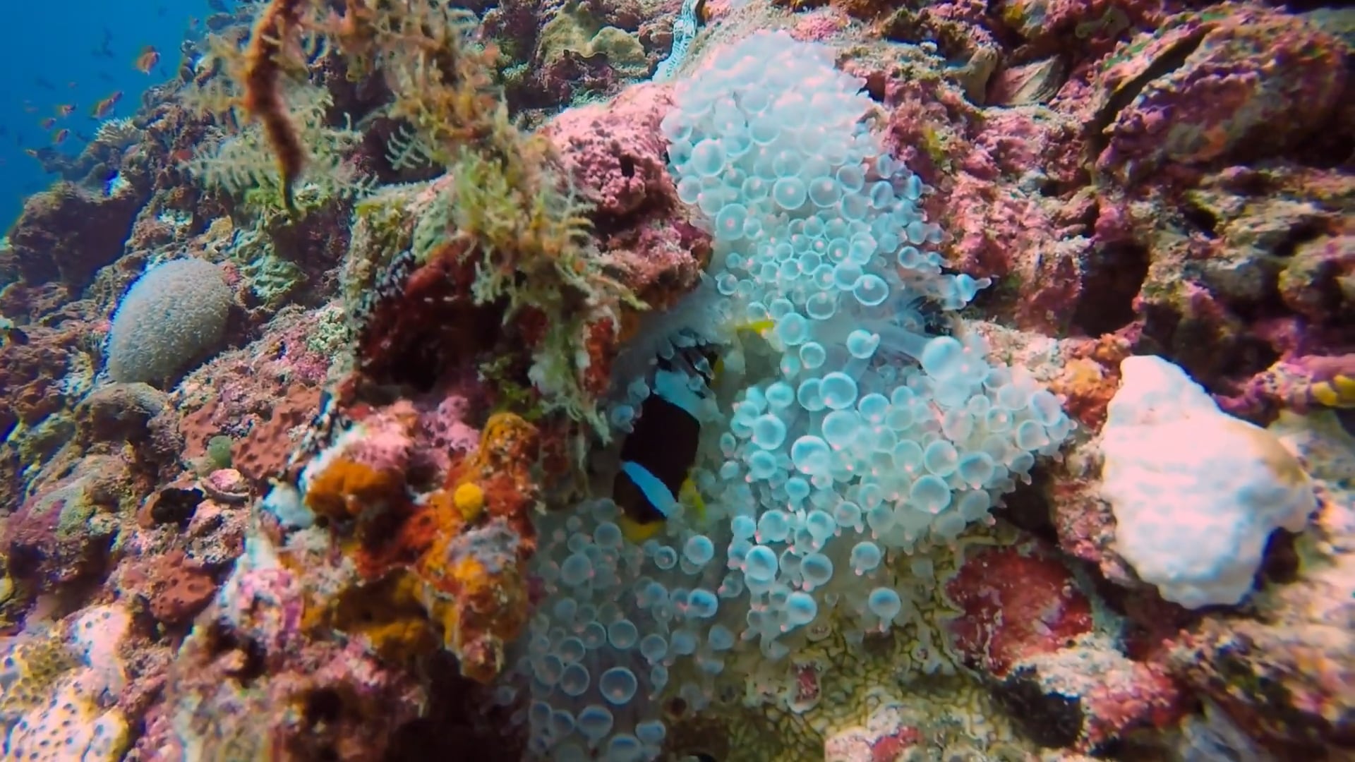 More Maldives Diving on Vimeo