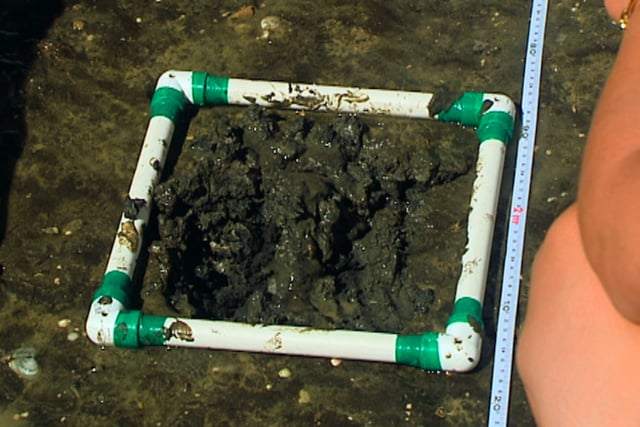 Using a quadrat — Science Learning Hub