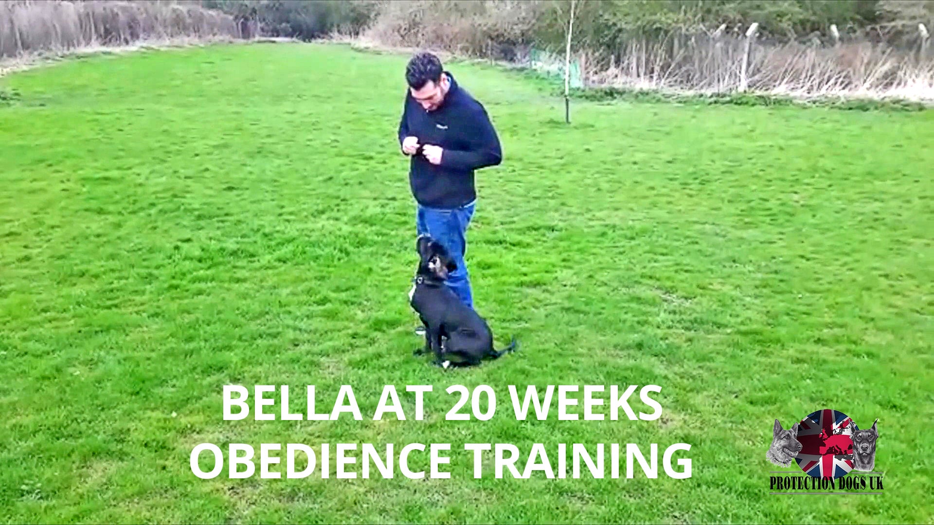 Bella Cane Corso Puppy on Vimeo