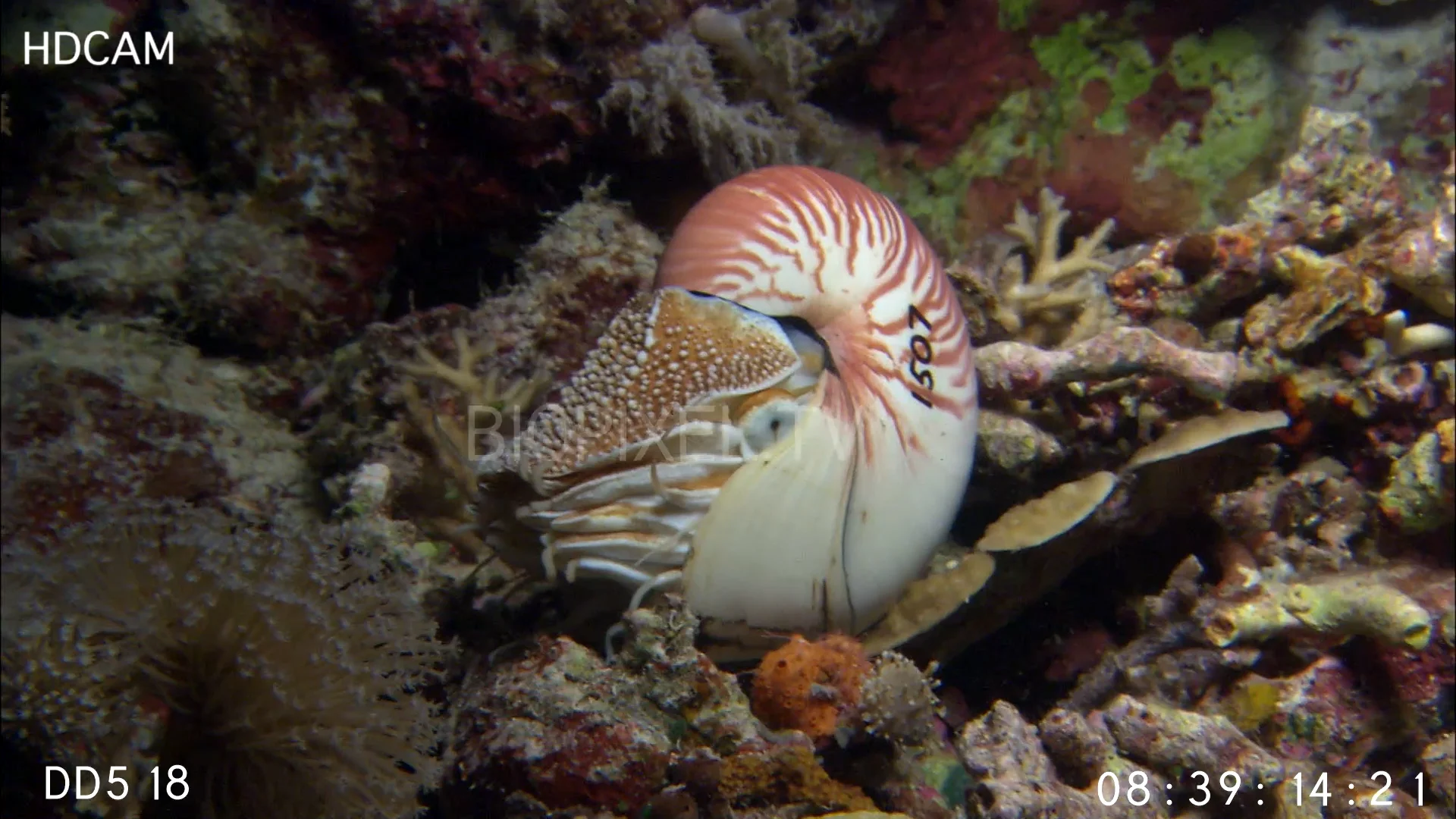 Deep Sea Research - Nautilus research - releasing on Vimeo