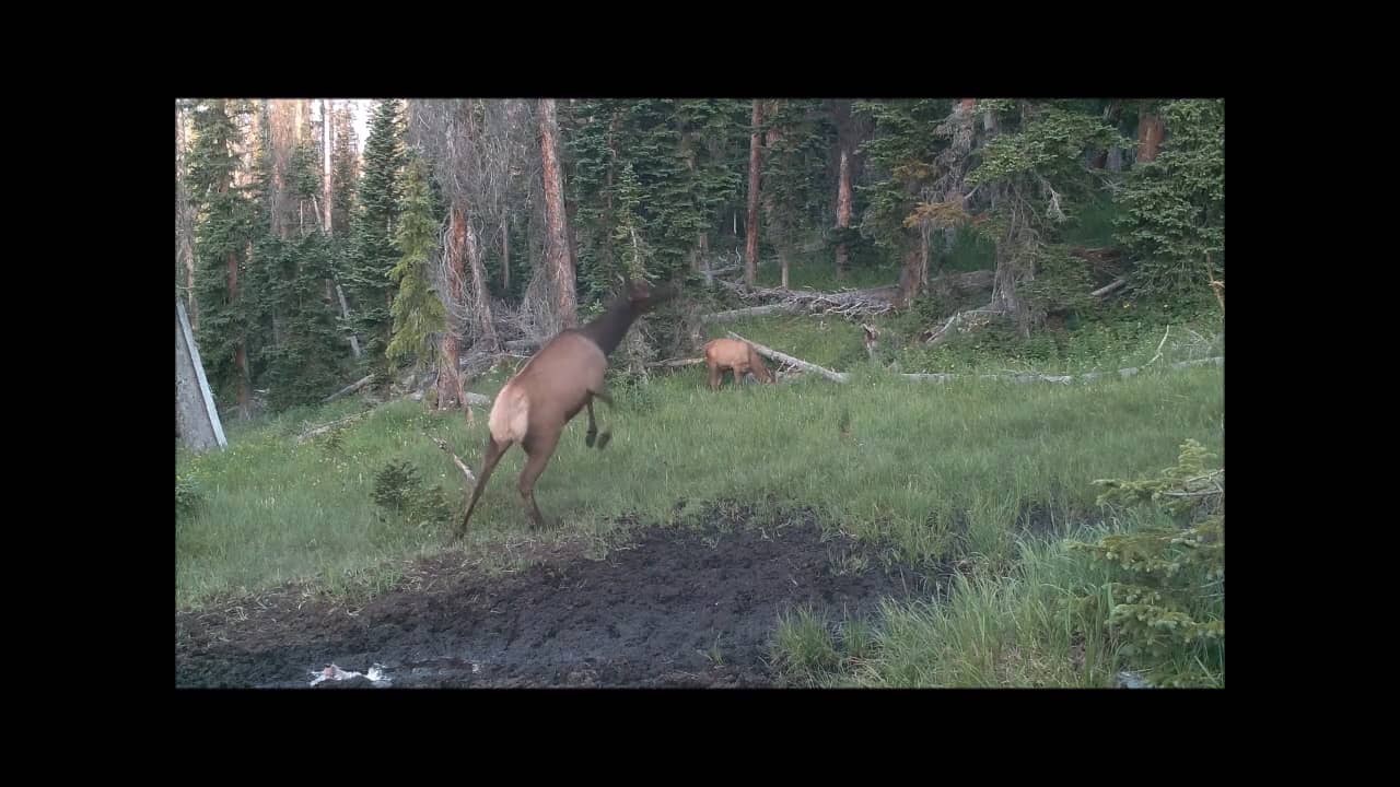 Bothered by Insects or Just Felt Like Dancing? on Vimeo