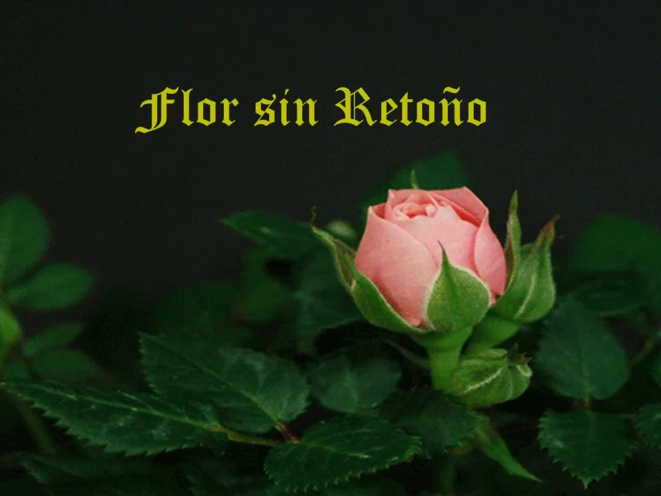 Flor sin Retoño, interpreta Rolmen on Vimeo